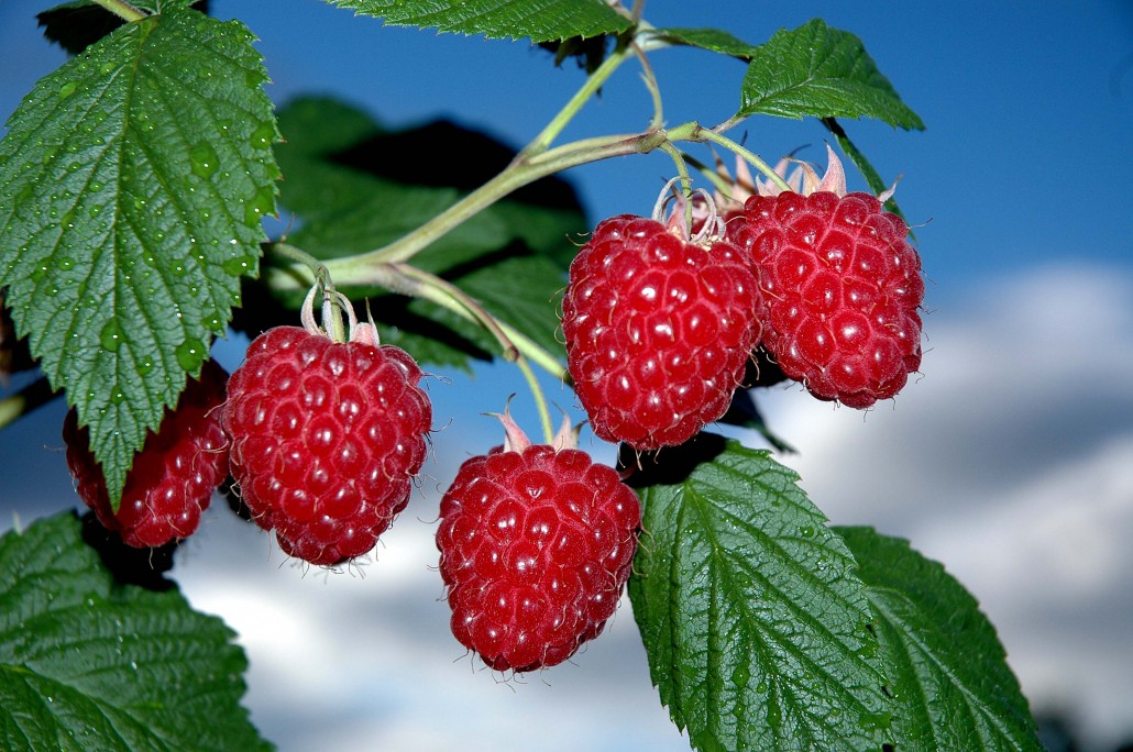 Lerums saftfabrikk – Skjolden